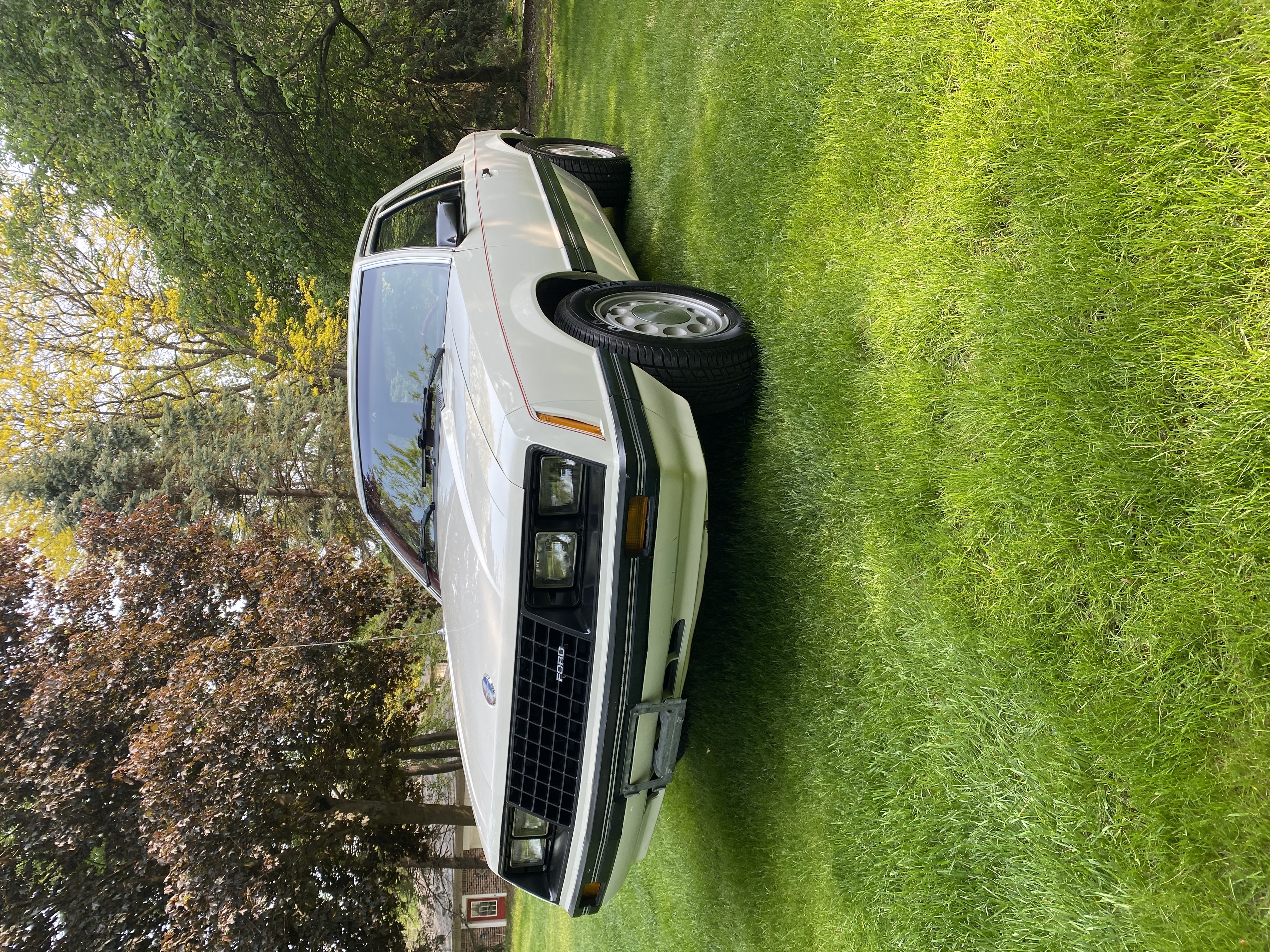 1981 Mustang